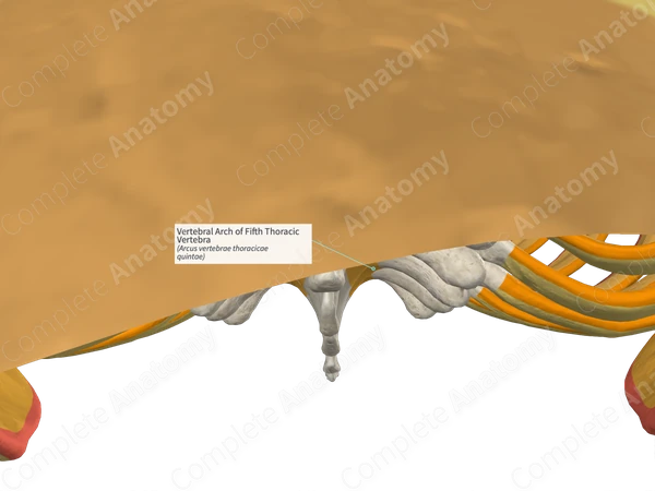Vertebral Arch of Fifth Thoracic Vertebra | Complete Anatomy