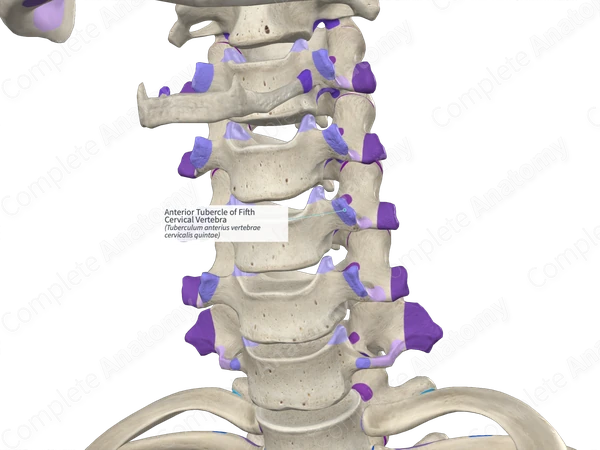 Anterior Tubercle of Fifth Cervical Vertebra (Left) | Complete Anatomy