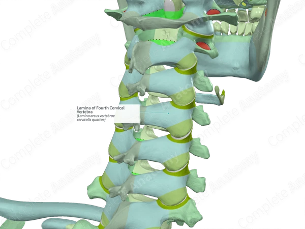 Lamina of Fourth Cervical Vertebra (Left) | Complete Anatomy