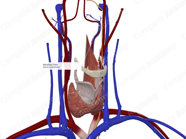 Vertebral Vein Anatomy