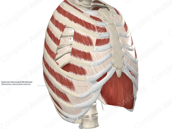 Internal Intercostal Muscle