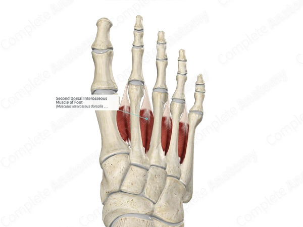 Second Dorsal Interosseous Muscle of Foot | Complete Anatomy