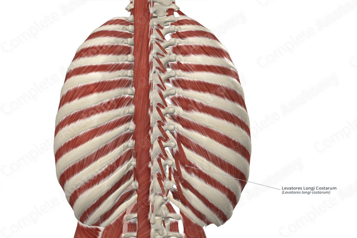 Levatores Longi Costarum | Complete Anatomy