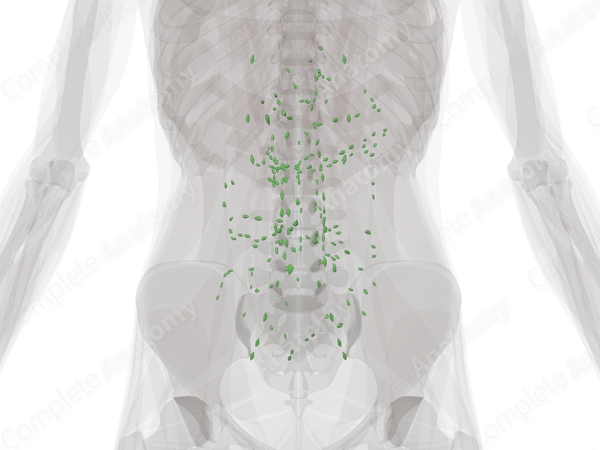 Abdominal Lymph Nodes | Complete Anatomy