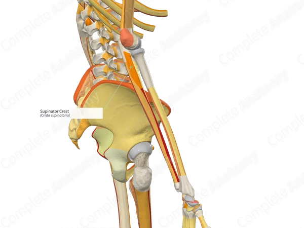 Supinator Crest | Complete Anatomy