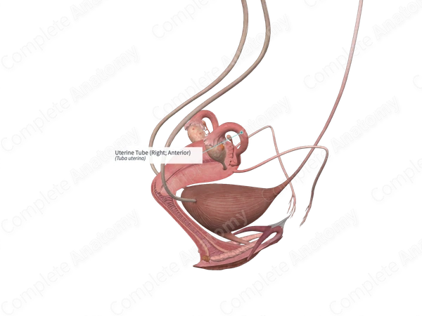 Uterine Tube (Right; Anterior) | Complete Anatomy