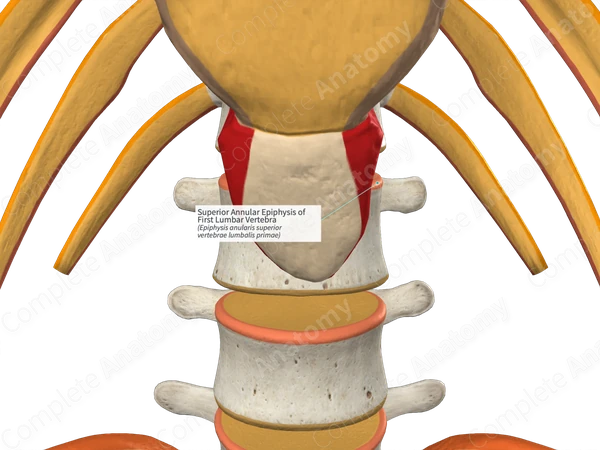 Superior Annular Epiphysis of First Lumbar Vertebra | Complete Anatomy
