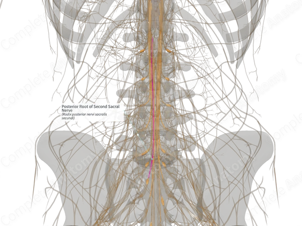 Posterior Root of Second Sacral Nerve (Right) | Complete Anatomy