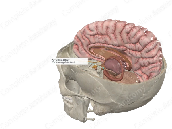 Amygdaloid Body | Complete Anatomy