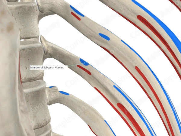 Insertion of Subcostal Muscles | Complete Anatomy