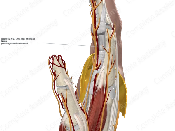 Dorsal Digital Branches of Radial Nerve | Complete Anatomy