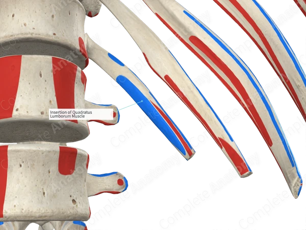 Insertion of Quadratus Lumborum Muscle | Complete Anatomy