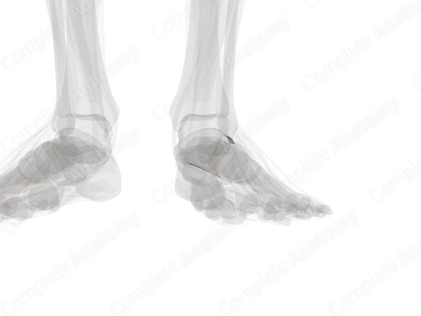 Cuboideonavicular Joint (Left) | Complete Anatomy