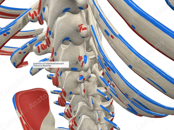 Insertion of Intertransversarii Thoracis Muscles | Complete Anatomy