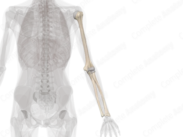 Bones of Arm & Forearm (Left) | Complete Anatomy