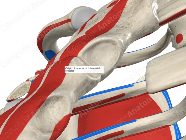 Origin of Innermost Intercostal Muscles | Complete Anatomy