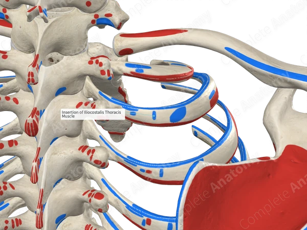 Insertion of Iliocostalis Thoracis Muscle | Complete Anatomy