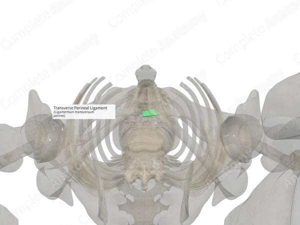 Transverse Perineal Ligament (Right) | Complete Anatomy