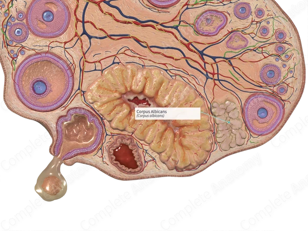 Corpus Albicans | Complete Anatomy