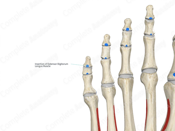 Insertion of Extensor Digitorum Longus Muscle | Complete Anatomy