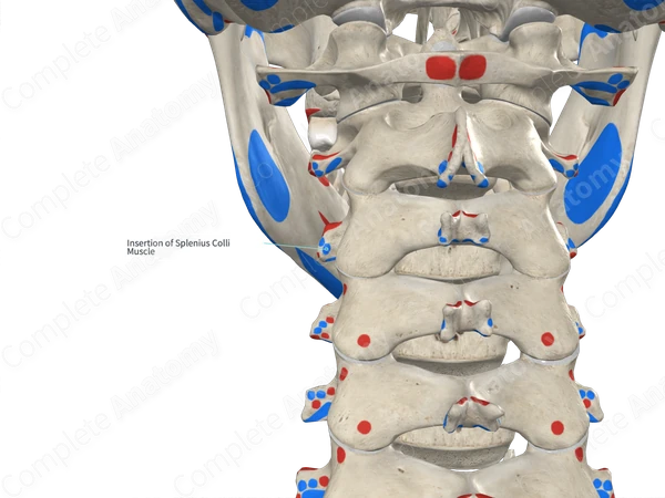 Insertion of Splenius Colli Muscle | Complete Anatomy