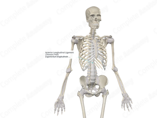 Anterior Longitudinal Ligament (Thoracic Part) | Complete Anatomy