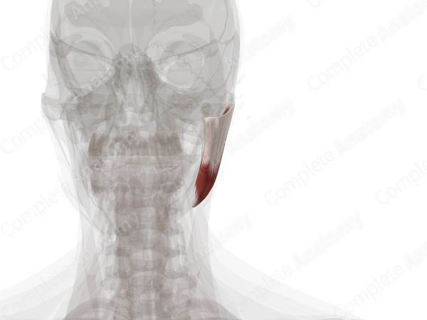 Masseter (Left) | Complete Anatomy