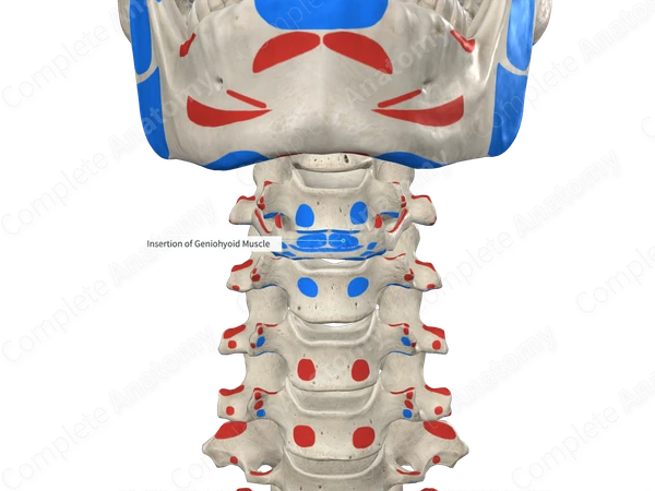 Insertion of Geniohyoid Muscle | Complete Anatomy