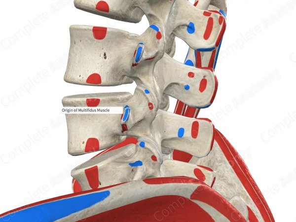 Origin of Multifidus Muscle | Complete Anatomy