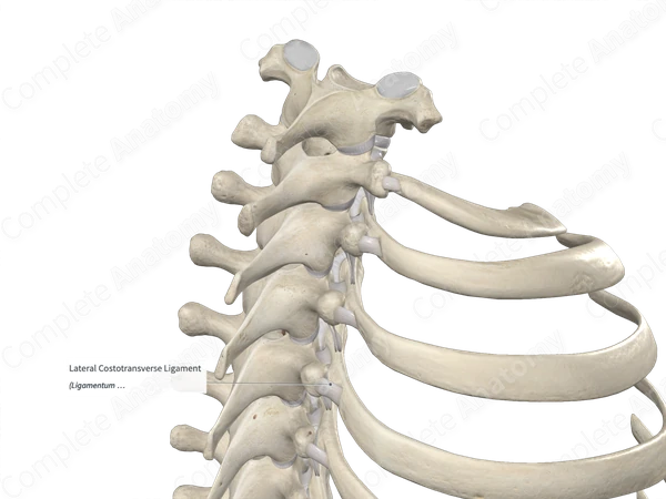 Lateral Costotransverse Ligament Anatomy Of The Thorax And Abdomen