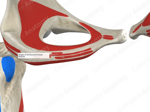 Origin of Ischiocavernosus Muscle | Complete Anatomy