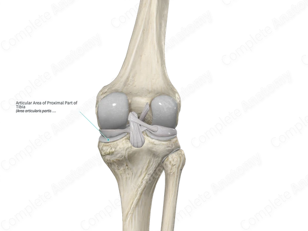 Articular Area of Proximal Part of Tibia | Complete Anatomy