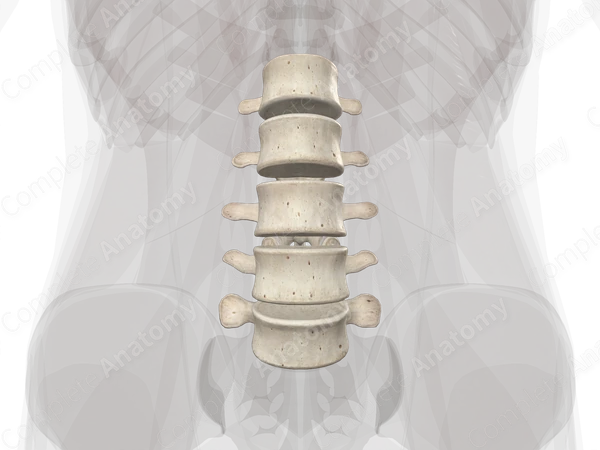 Lumbar Vertebrae | Complete Anatomy