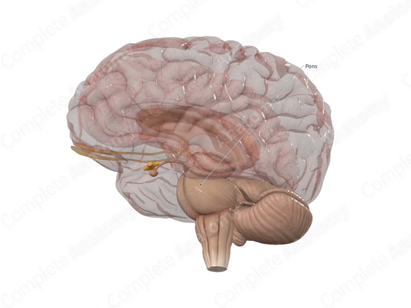 Pons Anatomy