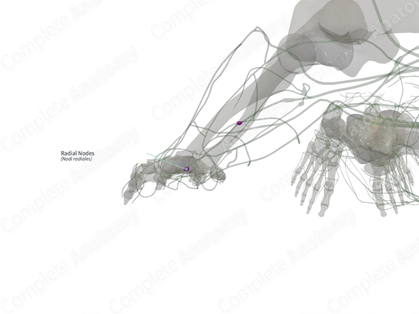 Radial Nodes (Left) | Complete Anatomy