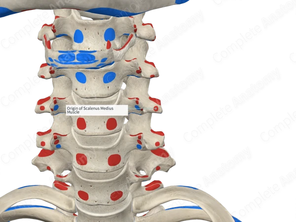 Origin of Scalenus Medius Muscle | Complete Anatomy