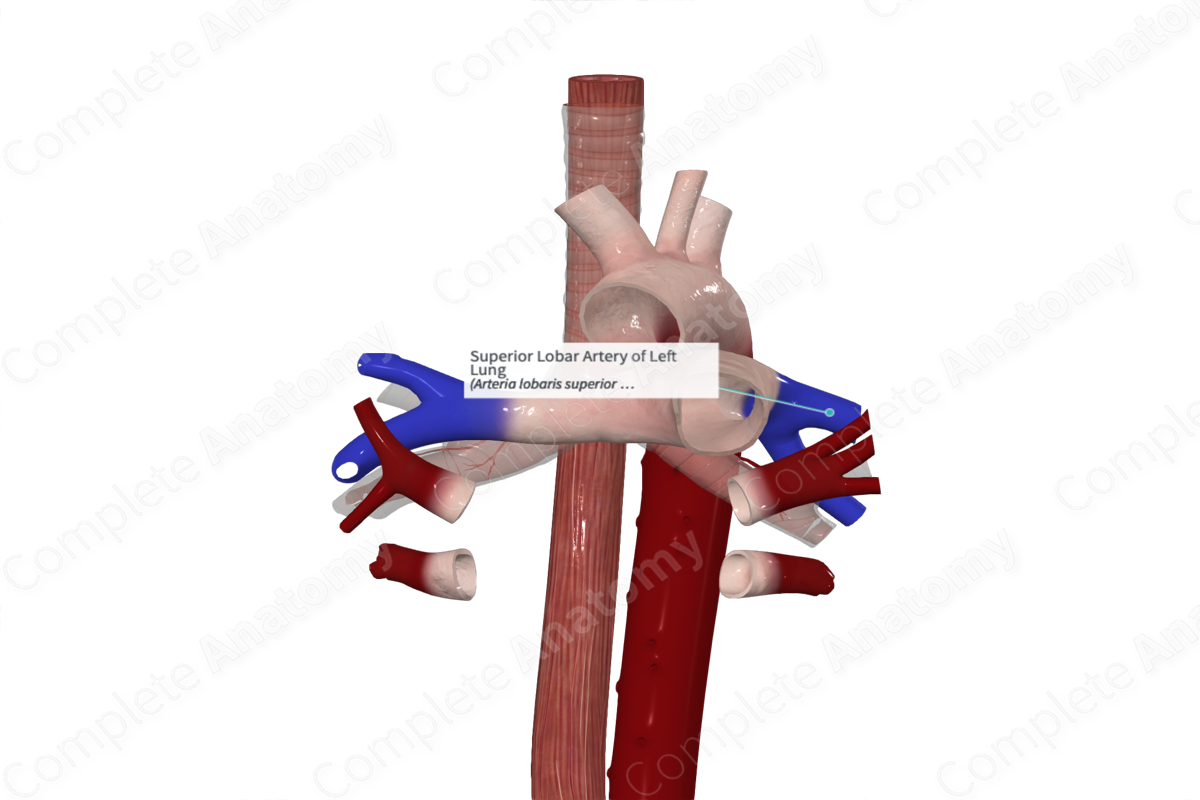 Superior Lobar Artery Of Left Lung Complete Anatomy