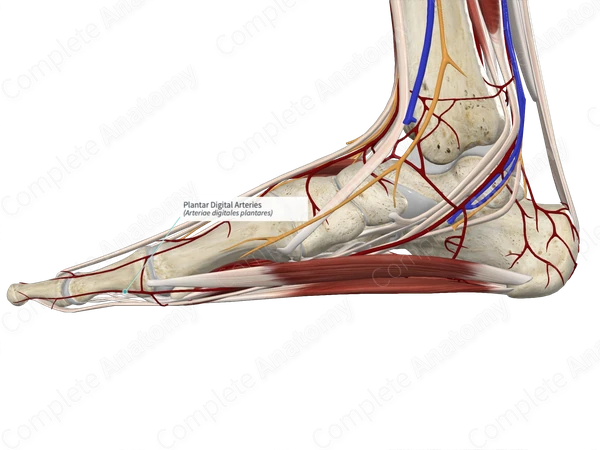 Plantar Digital Arteries | Complete Anatomy