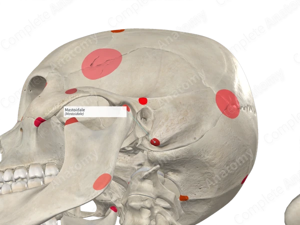 Mastoidale | Complete Anatomy