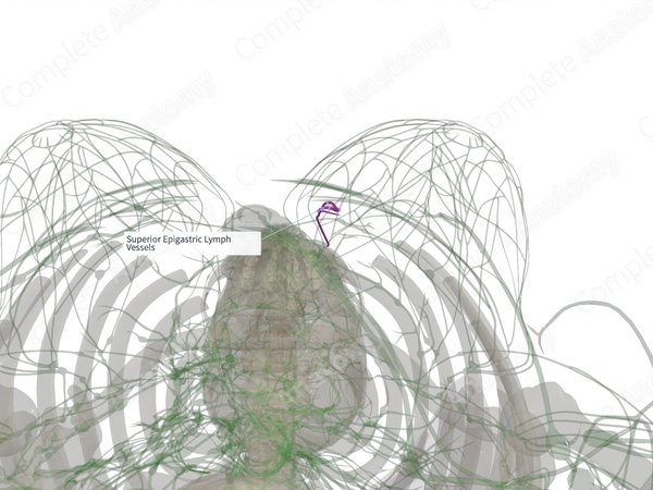 Superior Epigastric Lymph Vessels (Left) | Complete Anatomy