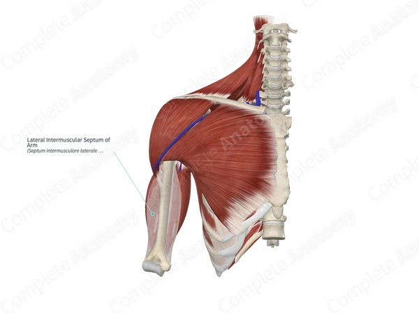 Lateral Intermuscular Septum of Arm | Complete Anatomy