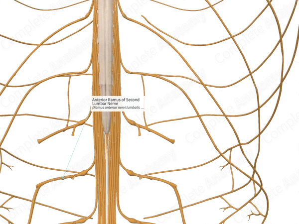 Anterior Ramus of Second Lumbar Nerve | Complete Anatomy