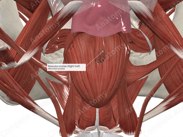 Musculus Uvulae (Right Half) | Complete Anatomy