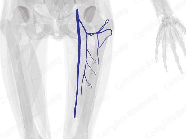 Deep Veins of Femoral Region (Left) | Complete Anatomy