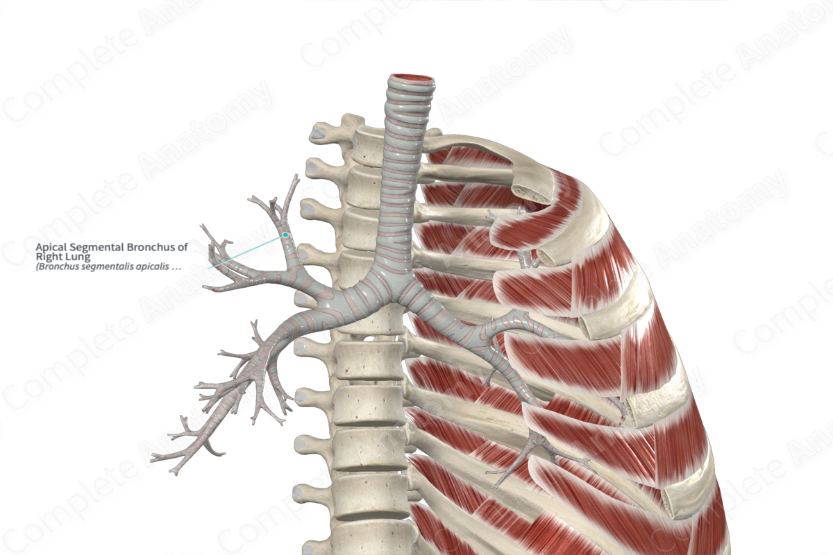 Apical Segmental Bronchus Of Right Lung Complete Anatomy