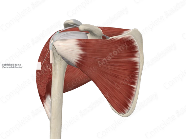 Subdeltoid Bursa | Complete Anatomy