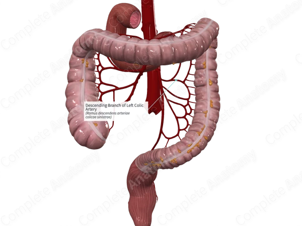 Descending Branch of Left Colic Artery | Complete Anatomy