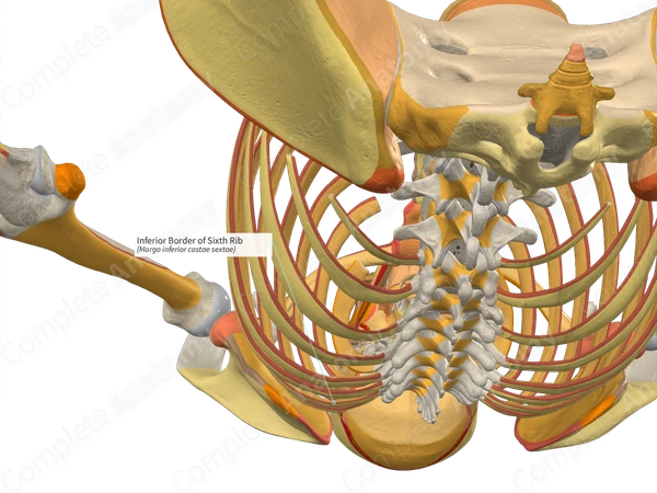 Inferior Border of Sixth Rib | Complete Anatomy