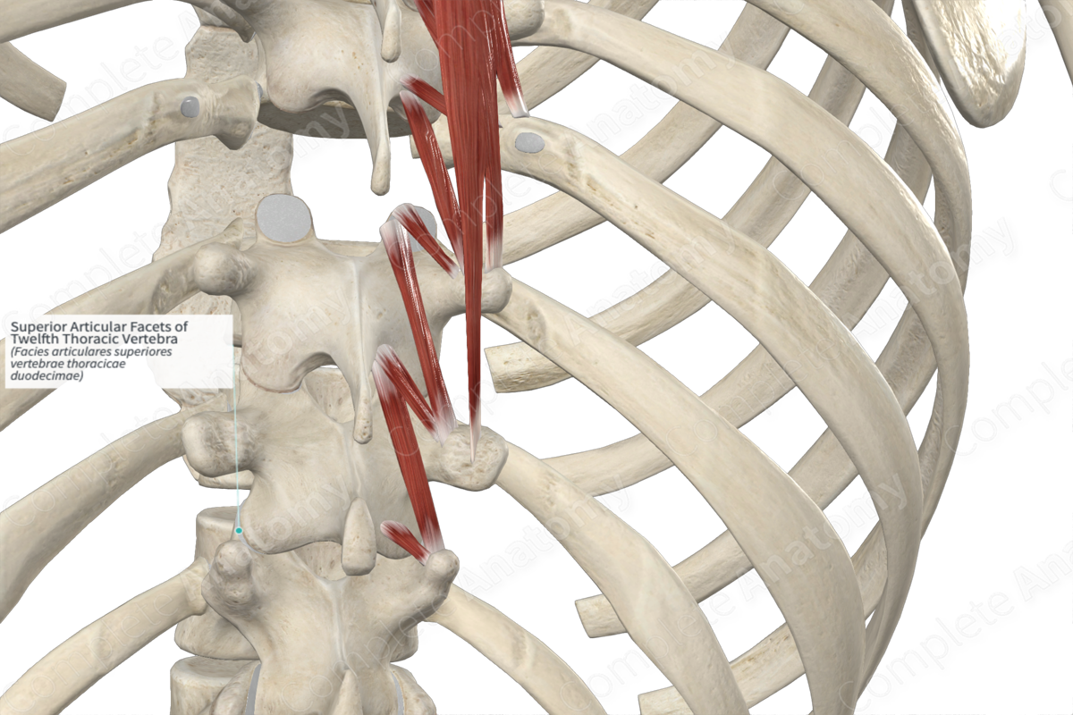 Superior Articular Facets Of Twelfth Thoracic Vertebra Complete Anatomy