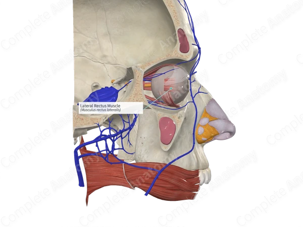 Lateral Rectus Muscle | Complete Anatomy
